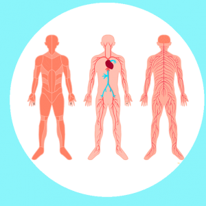 Monicor | Biofeedback and Bioresonance Diagnostic System for Health ...